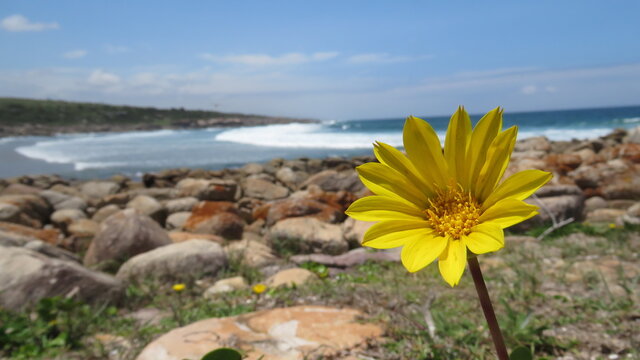 Daisy Flowers And Beaches