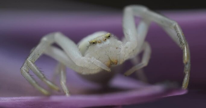 Ocellus Video Footage – Browse 897 HD Stock Video and Footage | Adobe Stock