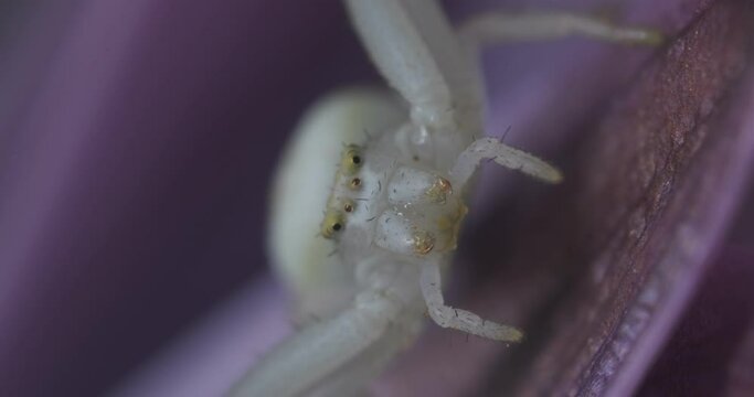 Ocellus Video Footage – Browse 897 HD Stock Video and Footage | Adobe Stock