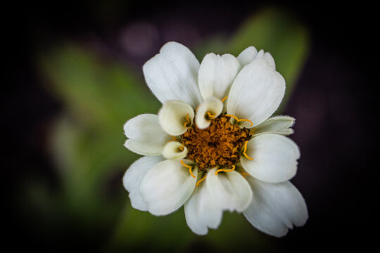 Blumme bilder – Bläddra bland 96 stockfoton, vektorer och videor ...