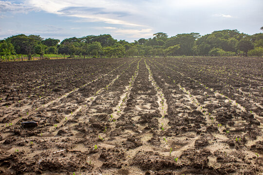 Siembra Images – Browse 3,780 Stock Photos, Vectors, and Video | Adobe ...