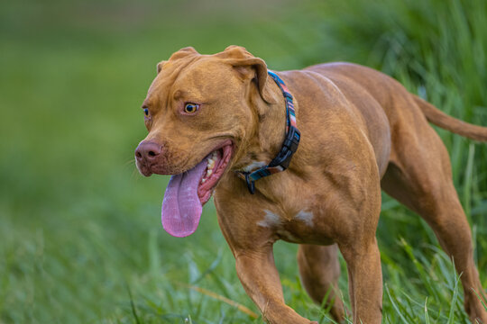 รูปภาพTonge – เลือกดูภาพถ่ายสต็อก เวกเตอร์ และวิดีโอ350 | Adobe Stock