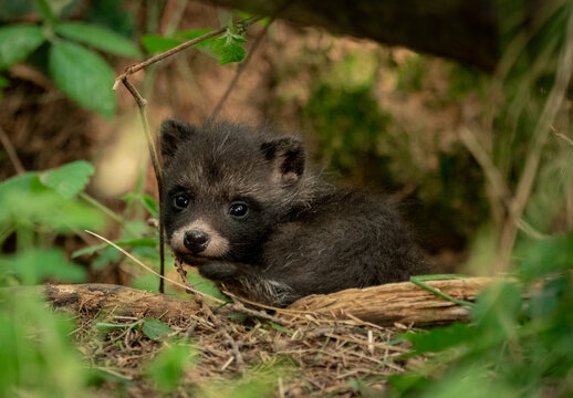 Obrazy (Jenot) — zdjęcia, wektory i wideo bez tantiem (116) | Adobe Stock
