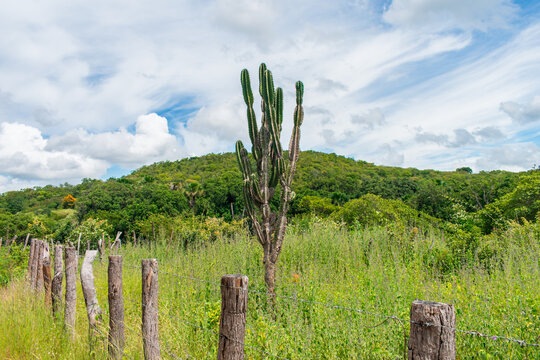 Mandacaru Imagens – Procure 626 fotos, vetores e vídeos | Adobe Stock