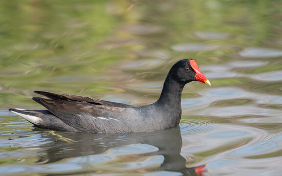Gallinule Images – Browse 6,579 Stock Photos, Vectors, and Video ...