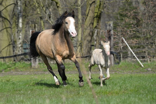 「Falbe」の画像 - 948 件の Stock 写真、ベクターおよびビデオ | Adobe Stock
