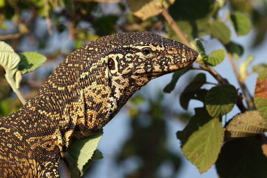รูปภาพWarane – เลือกดูภาพถ่ายสต็อก เวกเตอร์ และวิดีโอ204 | Adobe Stock