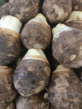 "Taro Corm" Bilder – Durchsuchen 213 Archivfotos, Vektorgrafiken und ...