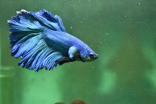 รูปภาพBule – เลือกดูภาพถ่ายสต็อก เวกเตอร์ และวิดีโอ3,713 | Adobe Stock