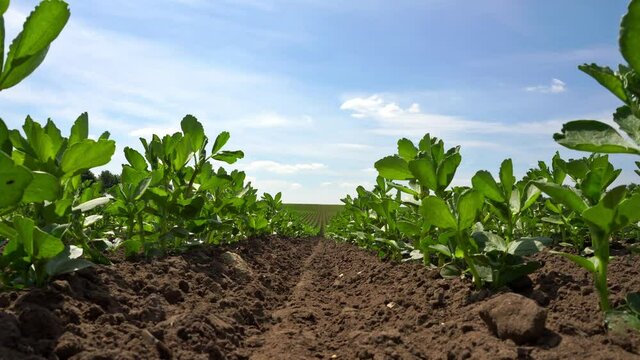 Favabohne Images – Browse 81 Stock Photos, Vectors, and Video | Adobe Stock