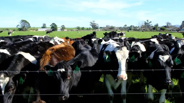 "Cows Staring" Images – Browse 32 Stock Photos, Vectors, and Video ...