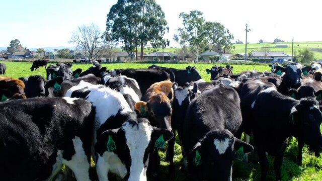 "Cows Staring" Images – Browse 32 Stock Photos, Vectors, and Video ...