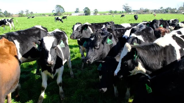 "Cows Staring" Images – Browse 32 Stock Photos, Vectors, and Video ...