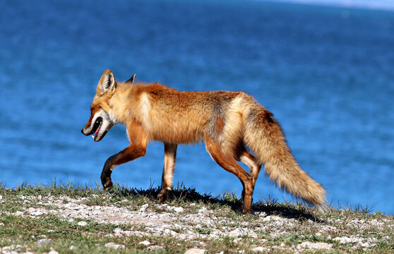 343 BESTE Leisefuchs BILDER, STOCK-FOTOS & -VEKTORGRAFIKEN | Adobe Stock