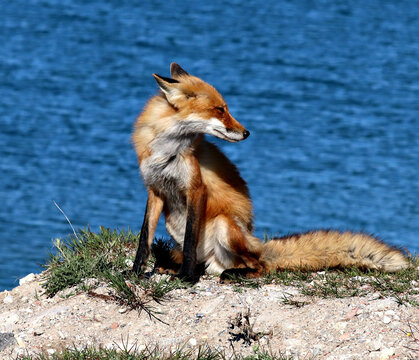 Leisefuchs Bilder – Durchsuchen 577 Archivfotos, Vektorgrafiken und ...