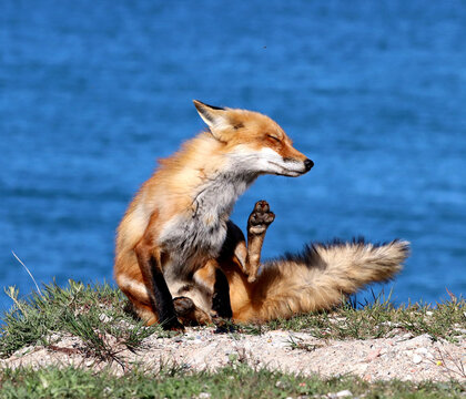 Leisefuchs Bilder – Durchsuchen 468 Archivfotos, Vektorgrafiken und ...