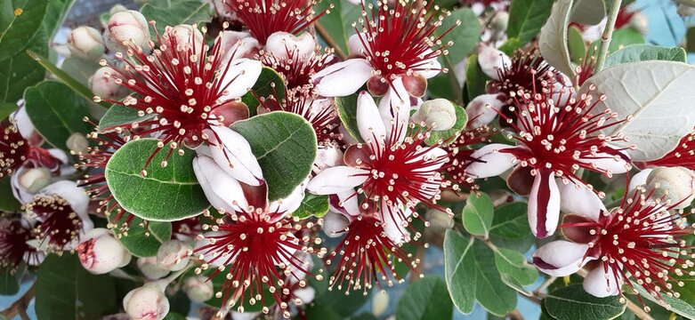 「Goyavier」の画像 - 131 件の Stock 写真、ベクターおよびビデオ | Adobe Stock