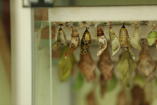 Lepidopterarium Images – Browse 7 Stock Photos, Vectors, and Video ...