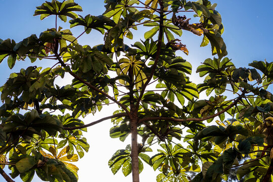 Yagrumo Images – Browse 90 Stock Photos, Vectors, and Video | Adobe Stock