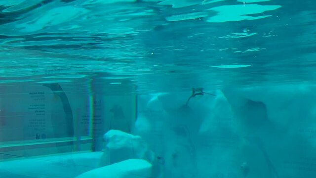 รูปภาพPinwing – เลือกดูภาพถ่ายสต็อก เวกเตอร์ และวิดีโอ309 | Adobe Stock