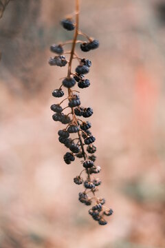 「Scoke」の画像 - 2,634 件の Stock 写真、ベクターおよびビデオ | Adobe Stock