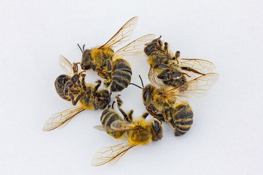 Milbenbefall Images – Parcourir 139 le catalogue de photos, vecteurs et ...