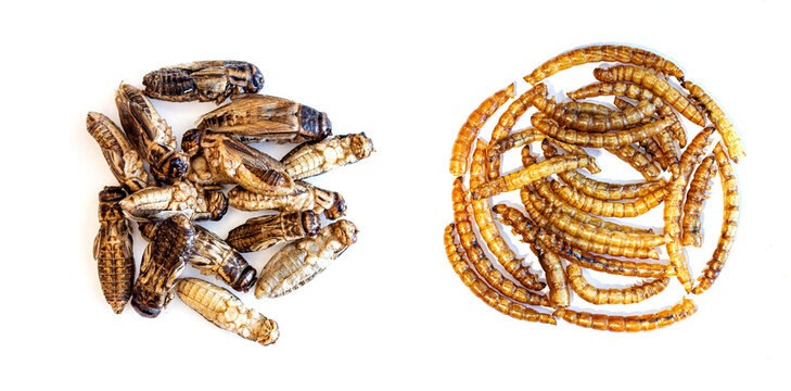 รูปภาพHeimchen – เลือกดูภาพถ่ายสต็อก เวกเตอร์ และวิดีโอ139 | Adobe Stock