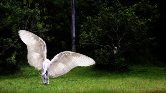 รูปภาพAlado – เลือกดูภาพถ่ายสต็อก เวกเตอร์ และวิดีโอ747 | Adobe Stock