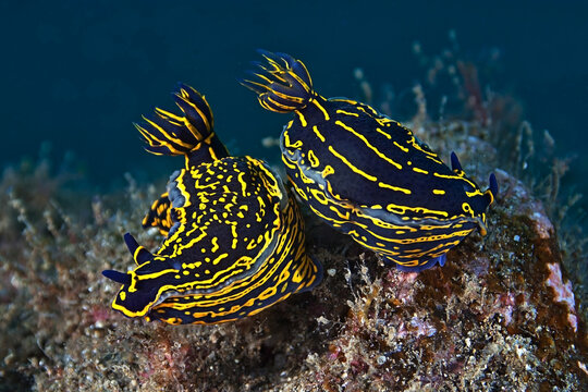 รูปภาพSlugg – เลือกดูภาพถ่ายสต็อก เวกเตอร์ และวิดีโอ4,070 | Adobe Stock