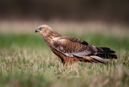 Roj Images – Browse 1,872 Stock Photos, Vectors, and Video | Adobe Stock