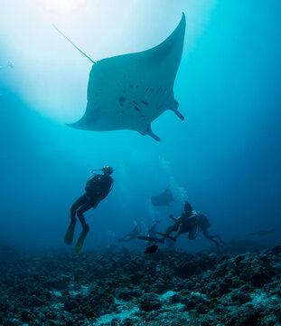 "Pacific Manta" Bilder – Durchsuchen 27,095 Archivfotos, Vektorgrafiken ...