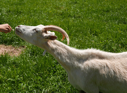 Capretta-Bilder: Stock-Fotos & -Videos. | Adobe Stock