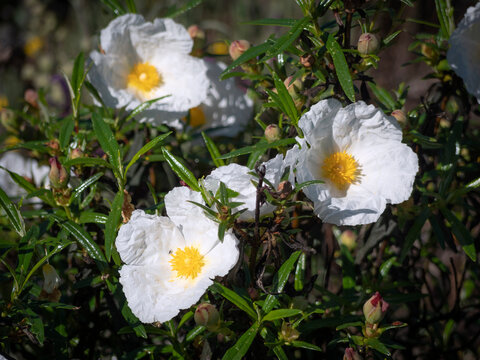 รูปภาพRockrose – เลือกดูภาพถ่ายสต็อก เวกเตอร์ และวิดีโอ3,126 | Adobe Stock