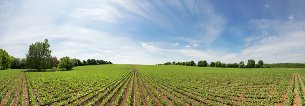 Favabohne bilder – Bläddra bland 83 stockfoton, vektorer och videor ...