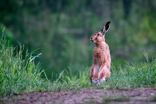 Lagomorphe Images – Parcourir 4,848 le catalogue de photos, vecteurs et ...