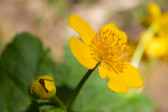 รูปภาพJaskier – เลือกดูภาพถ่ายสต็อก เวกเตอร์ และวิดีโอ260 | Adobe Stock