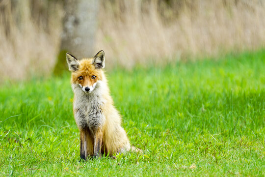 Fox Sitting Up