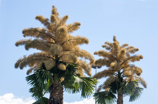 "Buri Palm" Billeder – Gennemse 97 stockfotos, vektorer og videoer ...