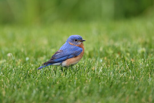 "Eastern Bluebird" Images – Browse 4,417 Stock Photos, Vectors, and ...