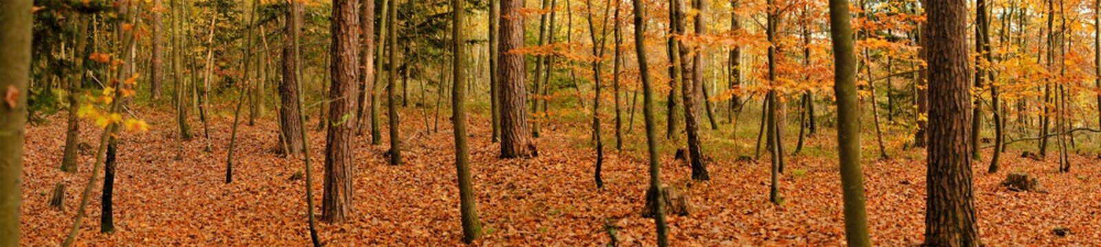 "Nature Banner" Images – Browse 985 Stock Photos, Vectors, and Video ...