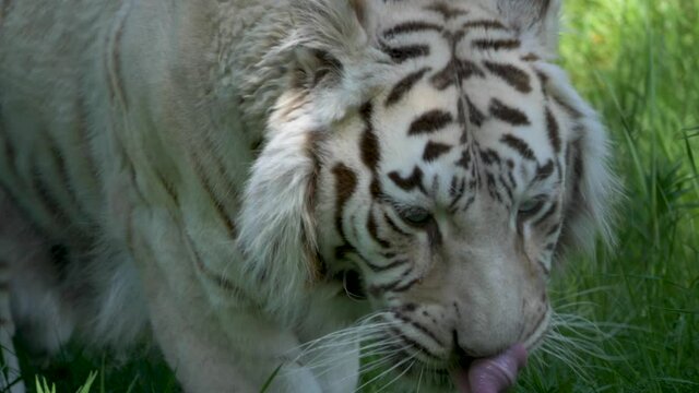 "Tiger Hunting" Images – Parcourir 219 le catalogue de photos, vecteurs ...