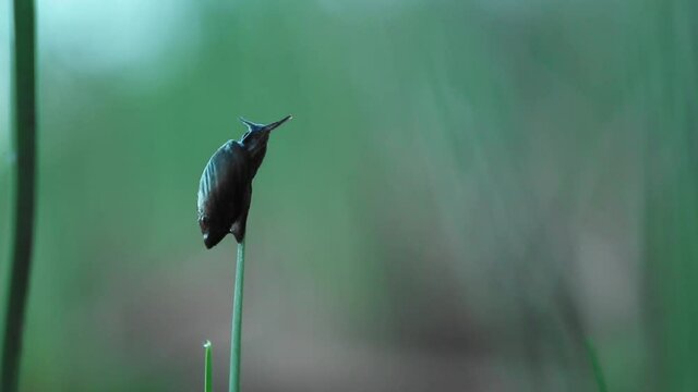 Faunus Images – Browse 178 Stock Photos, Vectors, and Video | Adobe Stock