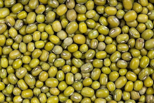 รูปภาพMonggo – เลือกดูภาพถ่ายสต็อก เวกเตอร์ และวิดีโอ431 | Adobe Stock