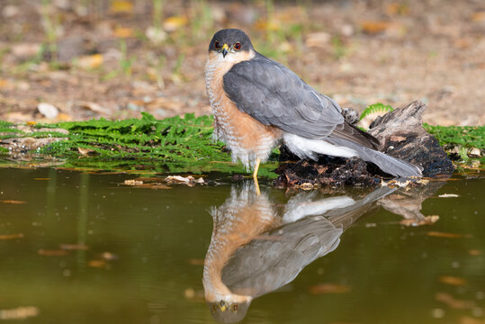 Alcon Bilder – Durchsuchen 221 Archivfotos, Vektorgrafiken und Videos ...
