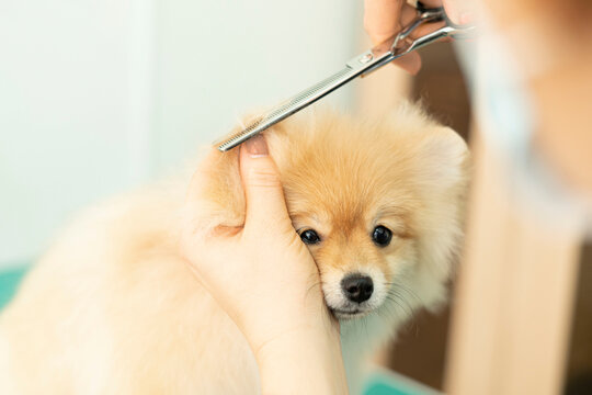 "Dog Grooming" Images – Browse 7,366 Stock Photos, Vectors, and Video ...