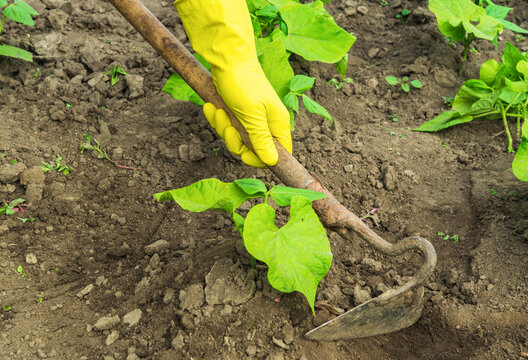 Rotzen-Bilder: Stock-Fotos & -Videos. | Adobe Stock