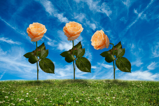 "Three Roses" Images – Browse 261 Stock Photos, Vectors, and Video ...