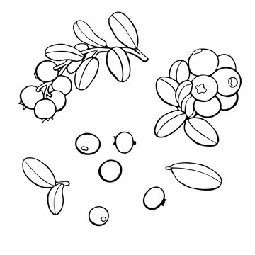 Foxberry Images – Browse 67,901 Stock Photos, Vectors, and Video ...