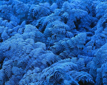 Pteropsida Images – Browse 7 Stock Photos, Vectors, and Video | Adobe Stock