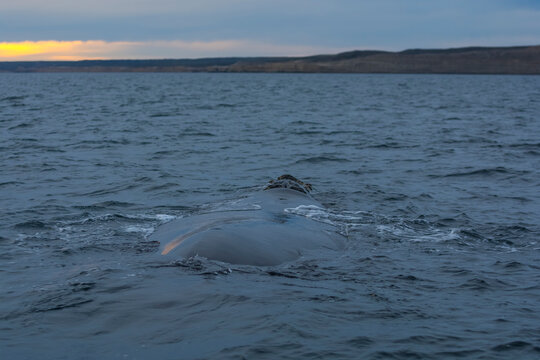 Balaenidae bilder – Bläddra bland 1,196 stockfoton, vektorer och videor ...